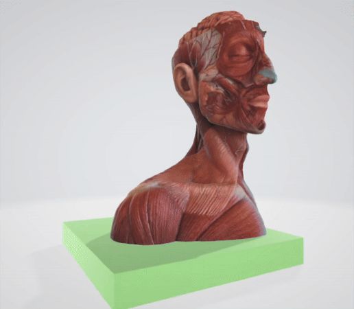 👃 HEAD AND NECK ANATOMY・ STL File for 3D printing・Cults