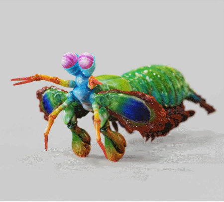 🦐 Mantis Shrimp VRML Color 3d print & STL -stomatopods・Archivo STL para ...