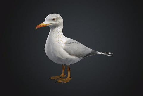 3D file DiB Seagull Stl Obj Glb for 3D Printer 🖨️ ・3D printing model to ...