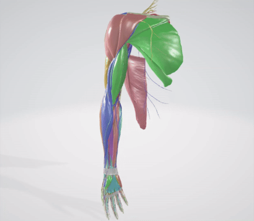 🩸 74 PARTS COMPLETE UPPER LIMB ANATOMY WITH MUSCLES, BONES, NERVES ...