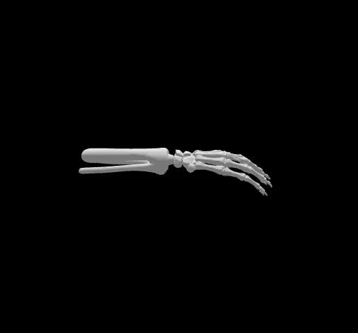 🫀 Anatomical Skeleton Arm and Hand・ STL File for 3D printing・Cults