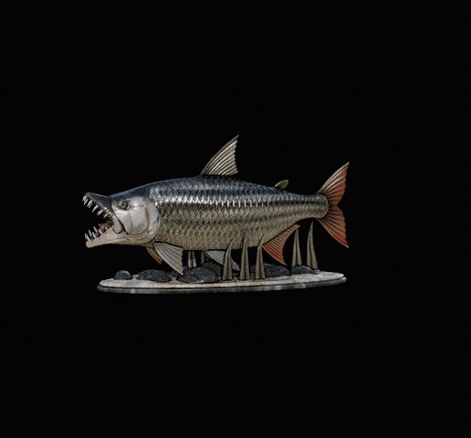 🐠 fish tigerfish / Hydrocynus goliath natural base detailed texture for ...