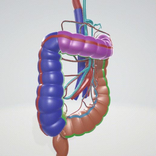 🎒 3D colon model with mesenteric artery and vein, portal vein ...