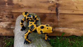 Free STL file Movable figure of the salamander toy / print in place ...