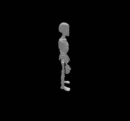 💀 Full Human Skeleton・ STL File for 3D printing・Cults