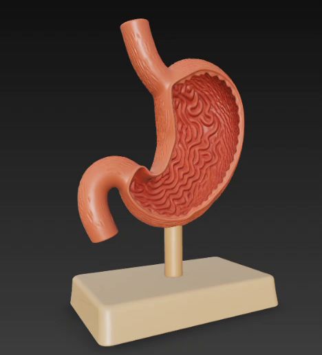 🧑‍⚕️ Estomago Humano・Archivo STL para Impresión 3D・Cults