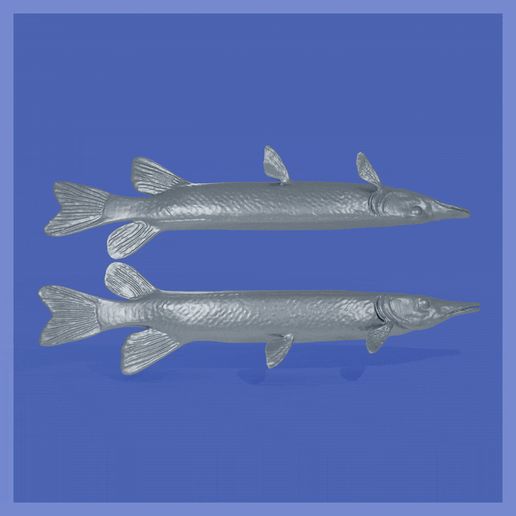 🐊 Alligator Gar Fish・ STL File for 3D printing・Cults