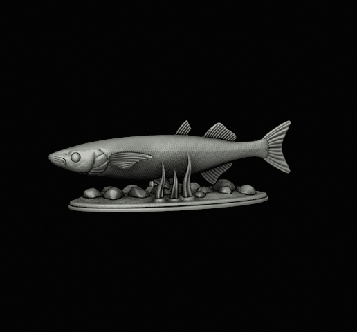 🐠 fish pejerrey / Odontesthes bonariensis natural base detailed texture ...