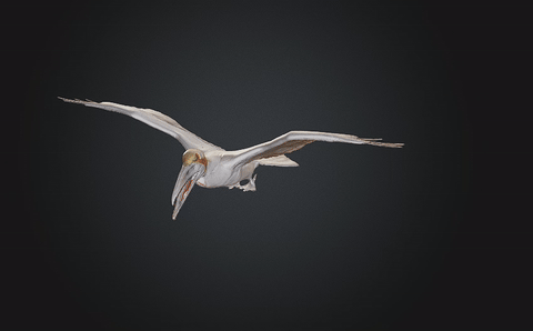 3D file DiB Pelican Stl Obj Glb for 3D Printer 🖨️ ・3D print design to ...