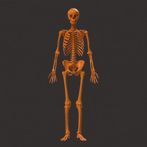 💀 FUll HUMAN BODY BONES SEGMENTED IN 295 Parts・ 3D File for 3D printing ...