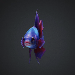 Betta best 3D printing models・75 free models to download・Cults