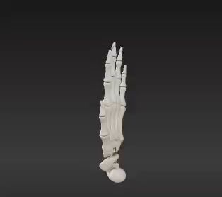 Printable Human Hand Bones - Carpals, Metacarpals & Phalanges・ STL File ...