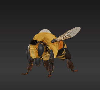 🐝 Realistic Honeybee Model | Anatomically Correct Insect Figure ...