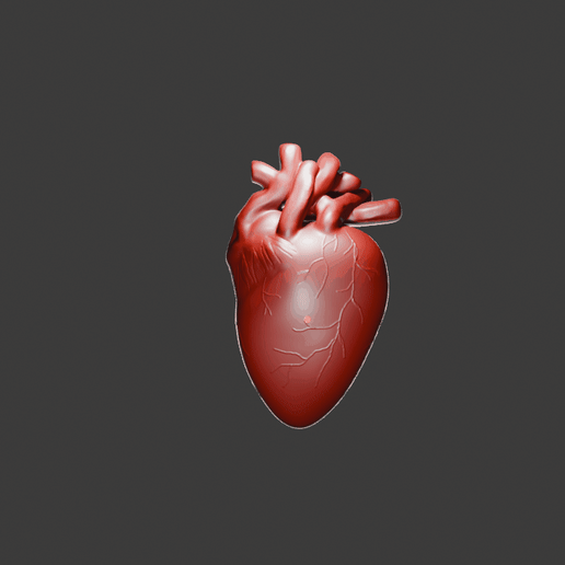 💜 Realistic Human Heart・ STL File for 3D printing・Cults