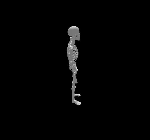 💀 Human Skeleton Figure・ STL File for 3D printing・Cults