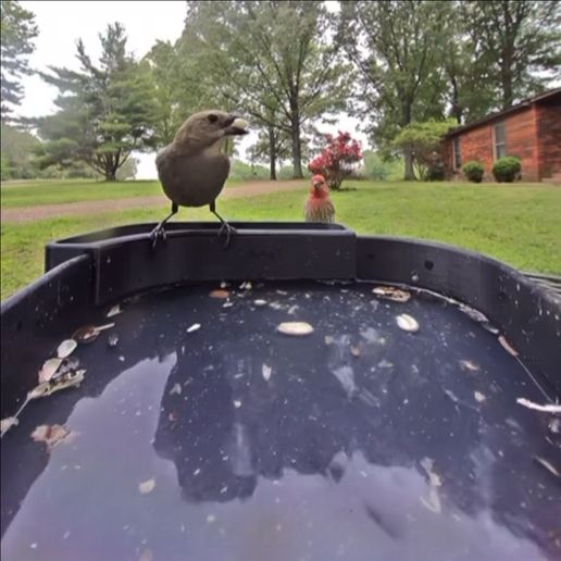 🐦 Bird Bath Camera・ STL File for 3D printing・Cults