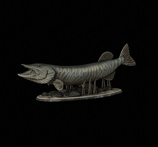 Archivo STL fish pike muskellunge muskie / Esox masquinongy statue in ...