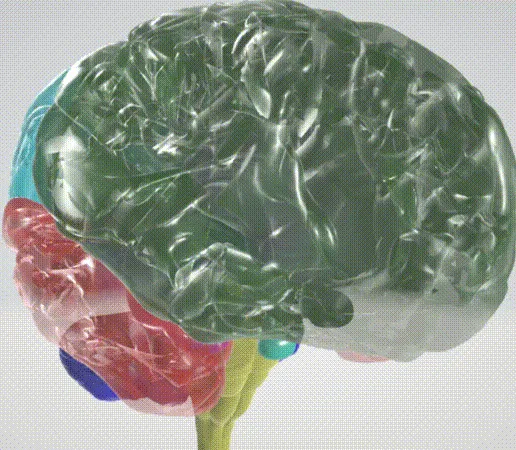 🧠 3D human brain anatomy with frontal, parietal, occipital, temporal ...