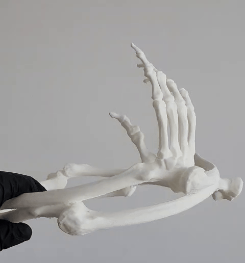 🦴 Bone Crowns Bundle (14 Designs) - Including Vertebrae Crown・ STL File ...
