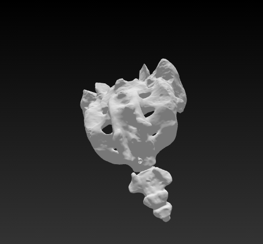 🦴Human Sacrum – 3D Printable Anatomical Bone Model STL for Education ...