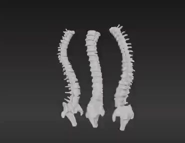 🦴 Creepy Decorative Spine - High-Detail Horror & Gothic Display Piece ...