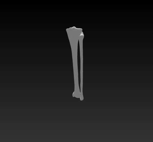 🦴 Human Tibia & Fibula Bones – 3D Printable Lower Leg Anatomy Pack・ STL ...