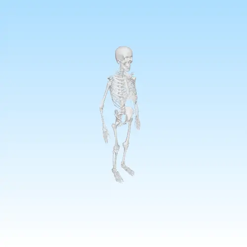 💀 Modelo anatómico de esqueleto humano completo・Archivo OBJ para Impresión 3D・Cults