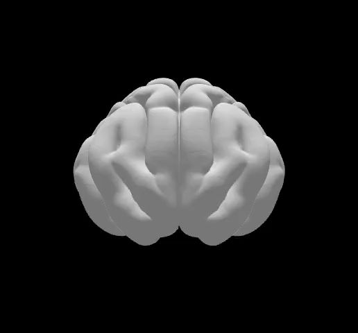 🧠 Brain Anatomy Model・ STL File for 3D printing・Cults