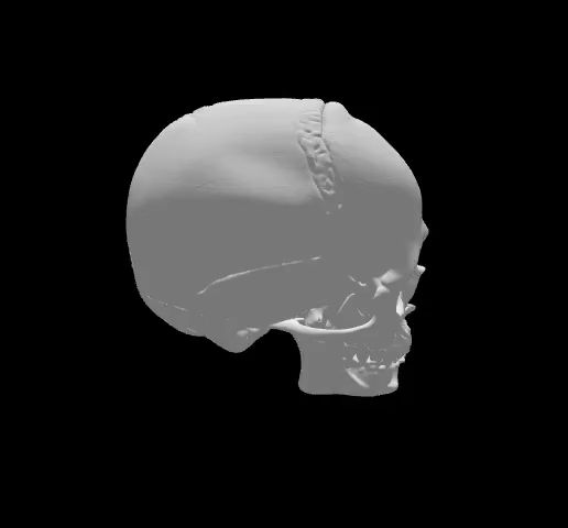 💀 Human Skull Model・ STL File for 3D printing・Cults