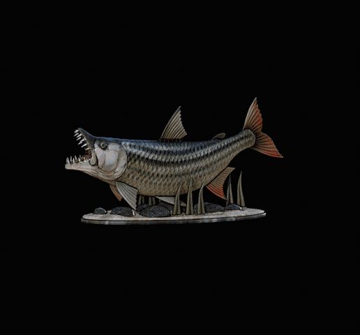 🐠 fish tigerfish / Hydrocynus goliath in motion natural base detailed ...
