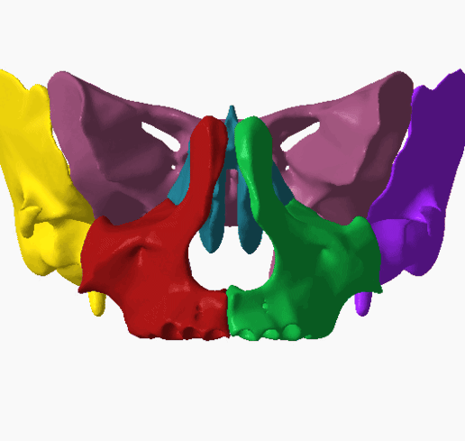 3D file PNEUMATIZED BONE SEGMENTED MODEL 🦴 ・3D printer model to ...