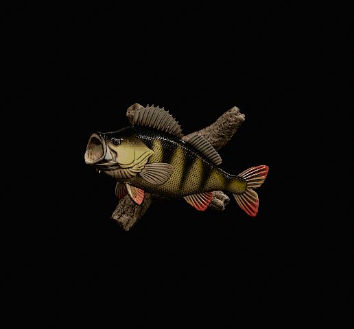 🐠 FISH EUROPEAN PERCH / PERCA FLUVIATILIS wall sculpture branch 3d ...