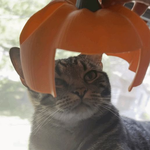 cat pumpkin hat