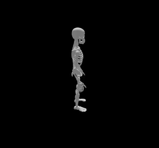 💀 Human Skeleton Replica・ STL File for 3D printing・Cults