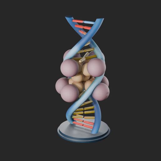 🧬 DNA Double Helix - Educational 3D Model・ STL File for 3D printing・Cults