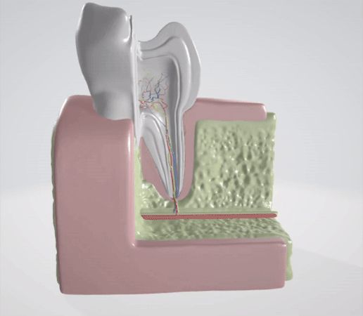 STL file DEEP ANATOMY OF TOOTH 🦷 (OBJ)・Template to download and 3D ...