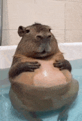 🍎 Suporte Alexa Echo Dot 4a e 5a Geração Lying Capybara SEM SUPORTE ...