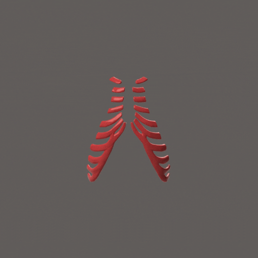 🩻 COSTAL CARTILAGE SEGMENTED・ 3D File for 3D printing・Cults