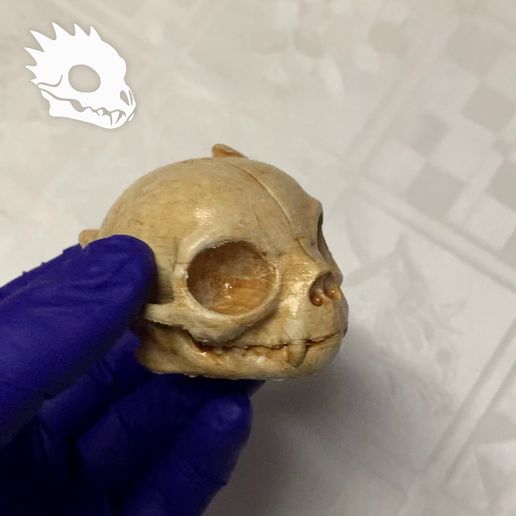 🐉 DRAGON CRANNEL - Noctylodraco Lunaris・ STL File for 3D printing・Cults