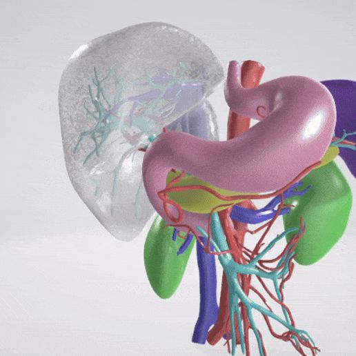 Archivo STL ABDOMINAL ORGANS WITH BLOOD VESSELS 🩸 (OBJ)・Objeto ...