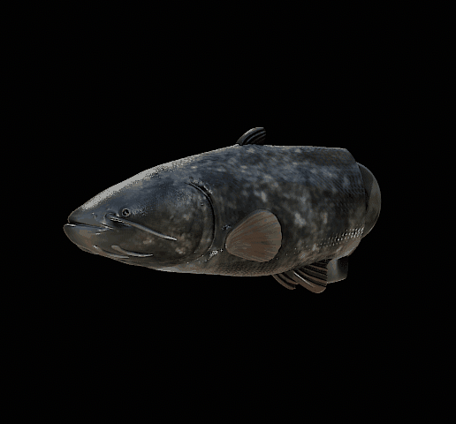 STL file 3D fish head WELS CATFISH / SILURUS GLANIS keychain / pendant ...