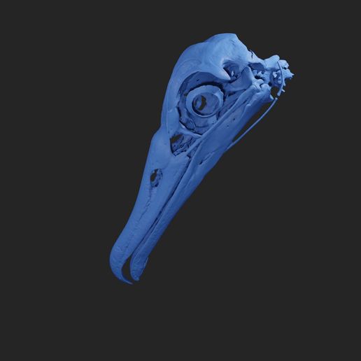 💀 Black-Footed Albatross Skull 3D Model – Realistic Bird Anatomy for 3D ...