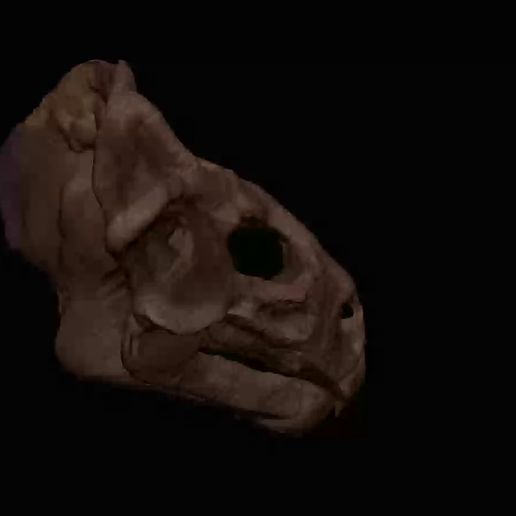 microceratus skeleton