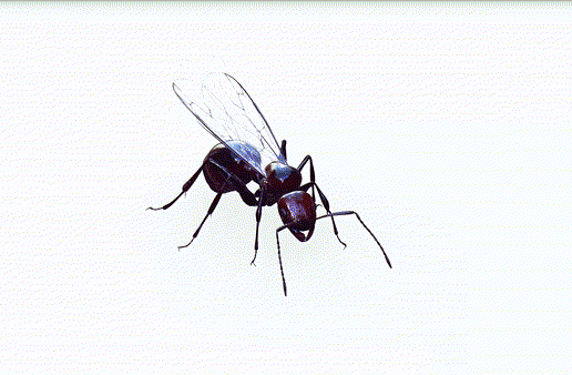 Fichier OBJ Insecte ANT BUG BEE HIVE WASP ANATOMY ANIMAL ANIMATED BLEND ...