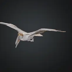 Pelican best 3D printing models・215 free models to download・Cults