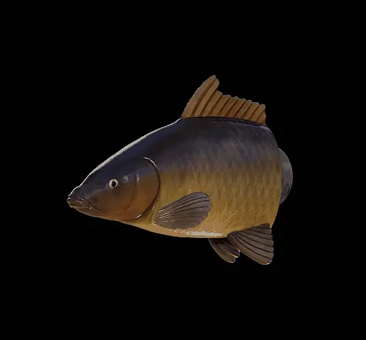 carp gifs