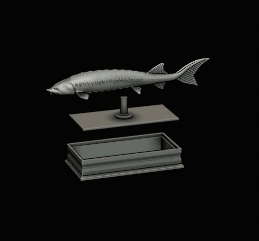 STL file fish sturgeon / huso huso / vyza / Acipenseridae with storage ...