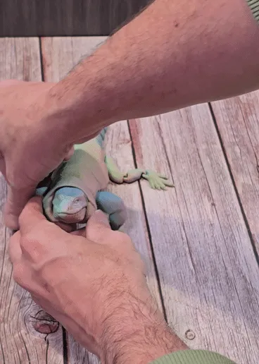 🦎 Articulated Tegu Lizard - Real Life Dragon・ 3D File for 3D printing・Cults