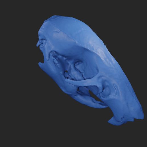 🐀 Rat Skull 3D Model – Realistic Rodent Anatomy for 3D Printing・ STL ...