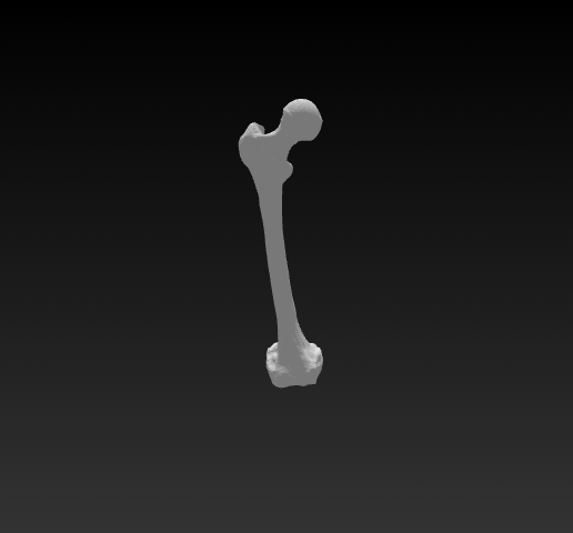 🦴 Human Femur Bone – 3D Printable Lower Limb Anatomy Model・ STL File ...